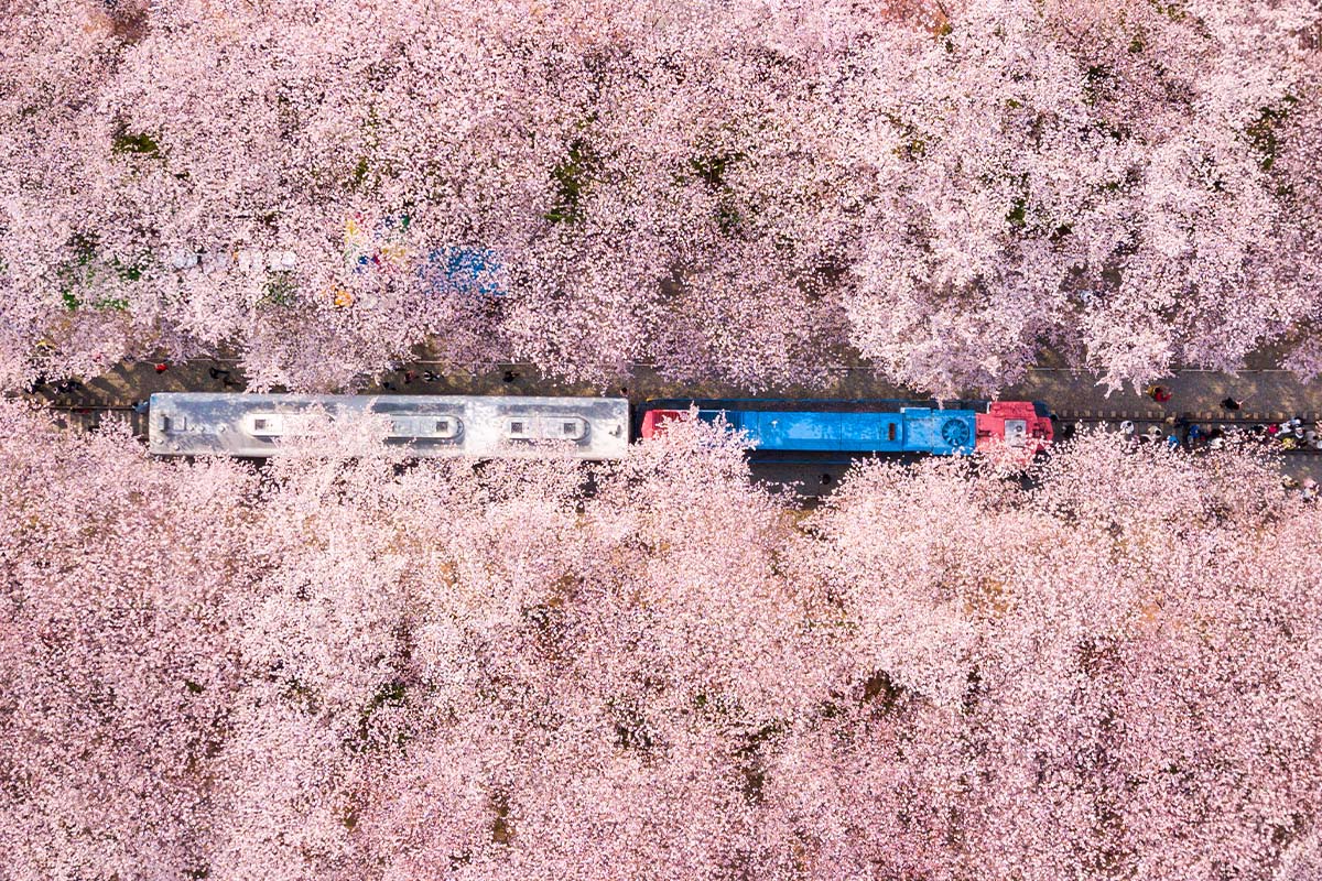 Creatrip: Jinhae Cherry Blossom Festival Night Tour | Busan Departure ...