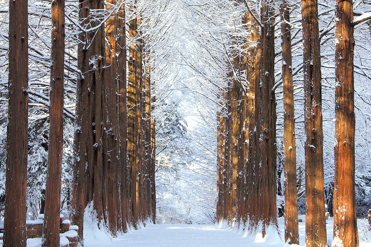 Creatrip: [Sold out] Gapyeong Eobigyegok Ice Valley + Nami Island + Garden of Morning Calm ...