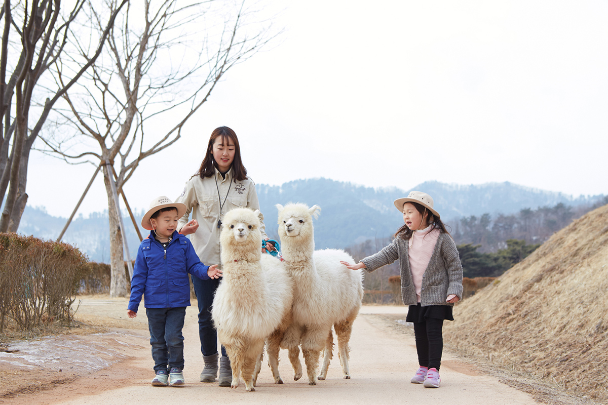 Creatrip: Alpaca World + Nami Island + Garden of Morning Calm Day Tour | Seoul Departure ...