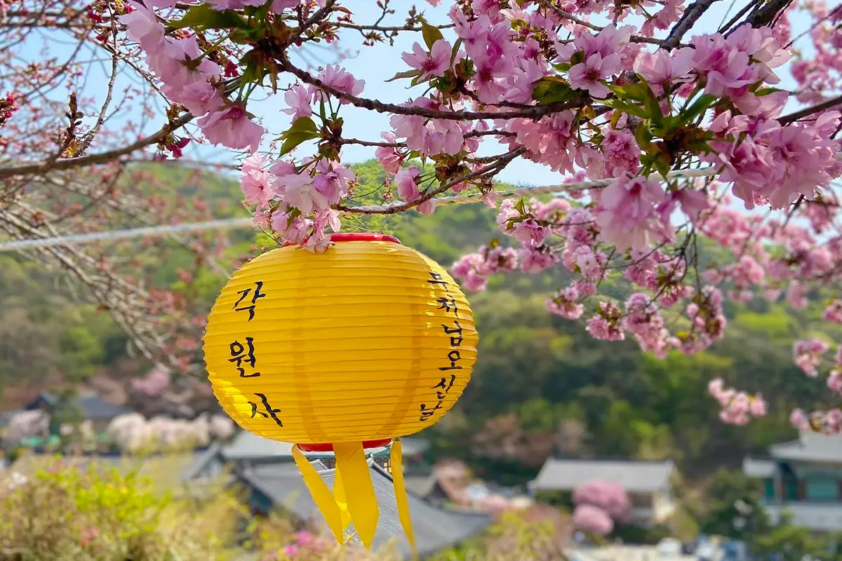 Creatrip: Jeonju Hanok Village Spring Tour | Seoul Departure - Seoul ...